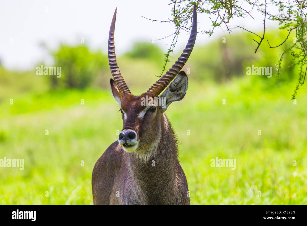 Waterbuck Head High Resolution Stock Photography and Images - Alamy
