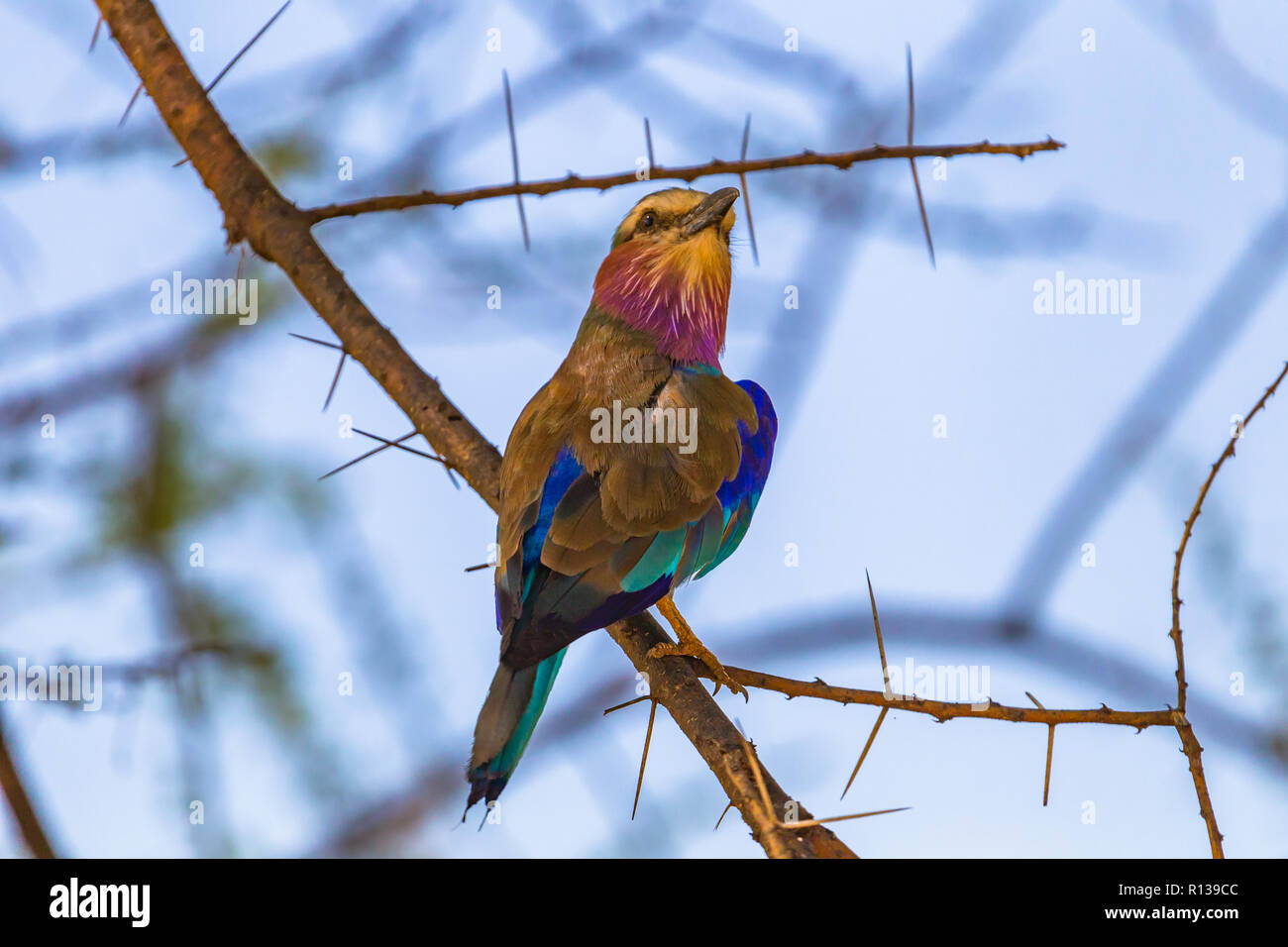 Gewone troupant hi-res stock photography and images - Alamy