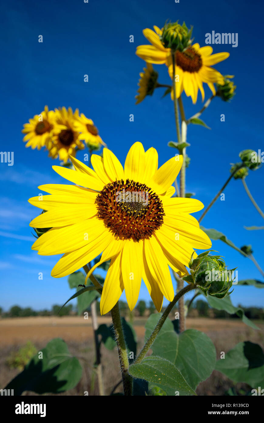 Sunflowers (Heliantus annuus), Tuscany, Italy Stock Photo - Alamy