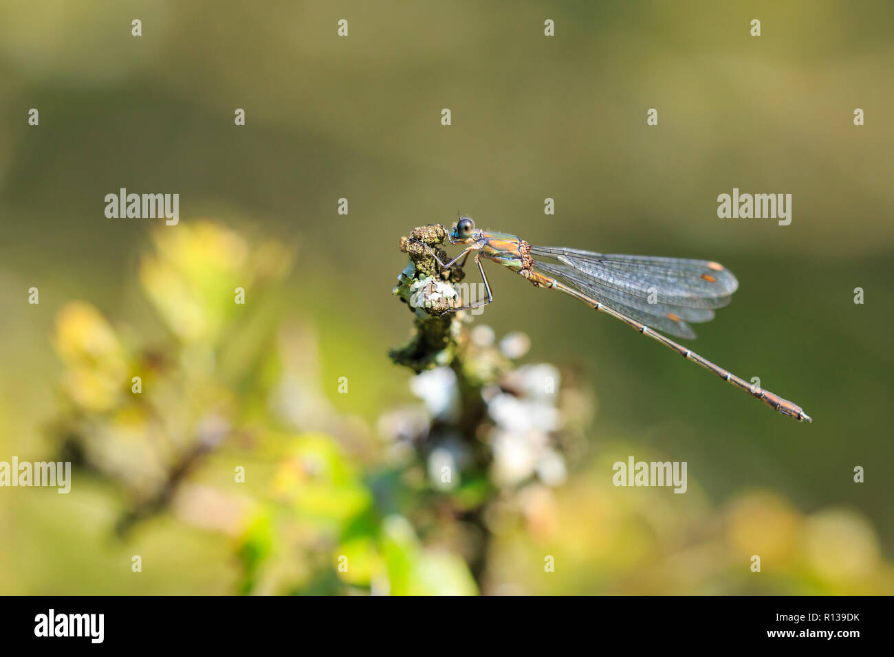 Detail closeup of a western willow emerald damselfly, Chalcolestes ...