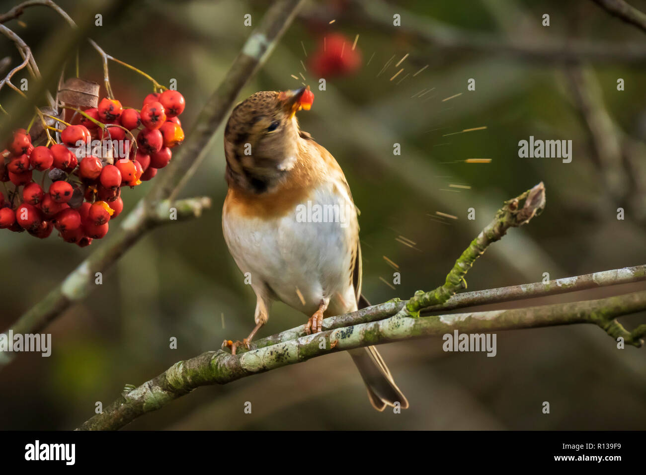 Closeup of a brambling bird, Fringilla montifringilla, in winter ...