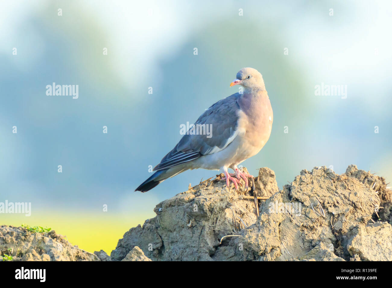 Close-up of a wood pigeon bird, columba palumbus, perched in dirt on ...