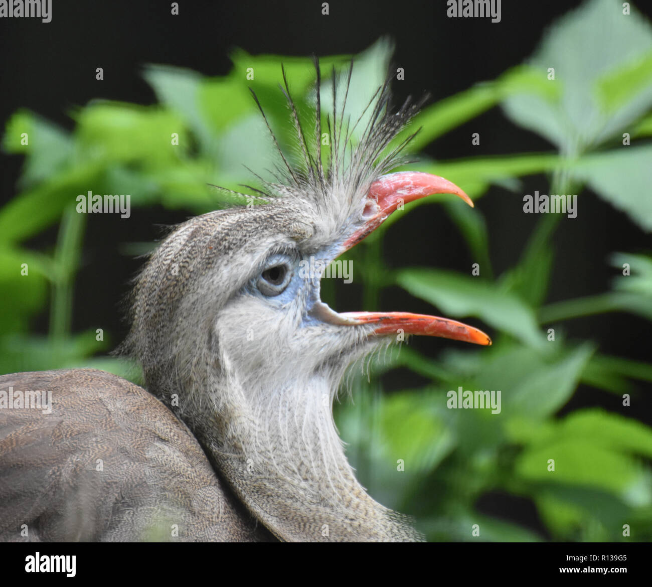 Squawking crested cariema with his beak wide open Stock Photo - Alamy