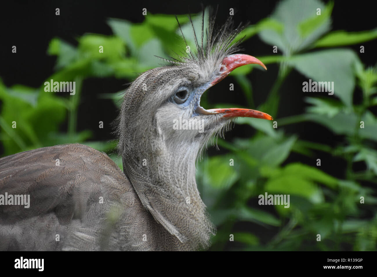 Red legged seriema bird making lots of noise Stock Photo - Alamy