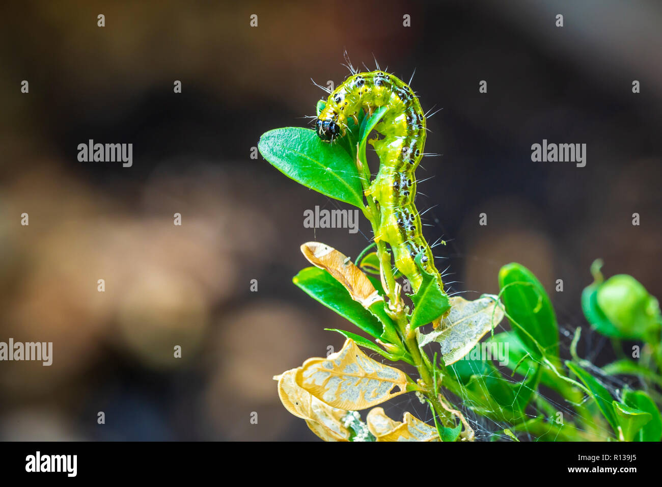 Closeup of a Box tree moth caterpillar, Cydalima perspectalis, feeding ...