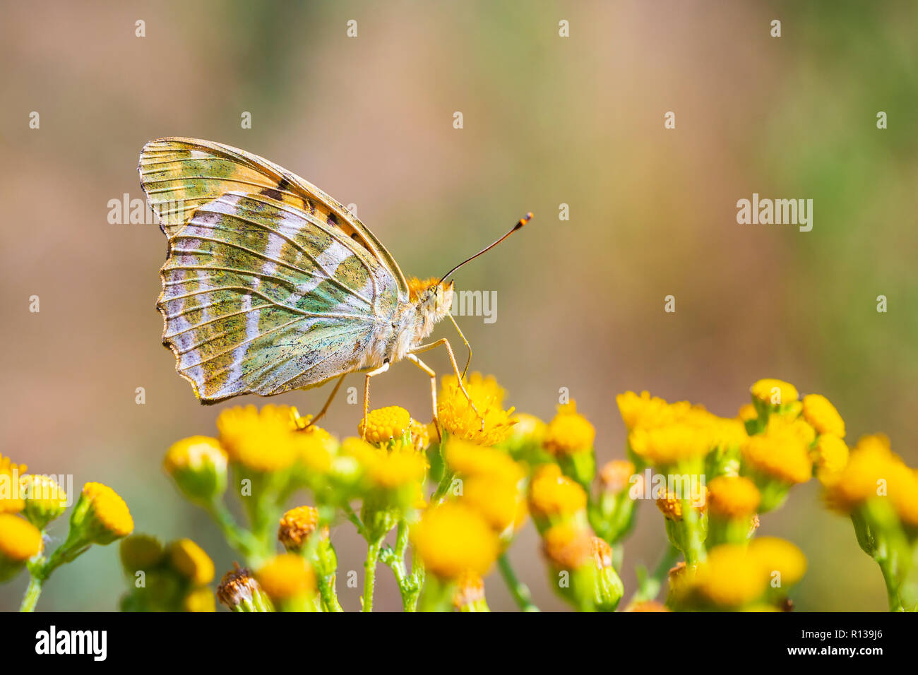 Silver washed fritillary butterfly hi-res stock photography and images ...
