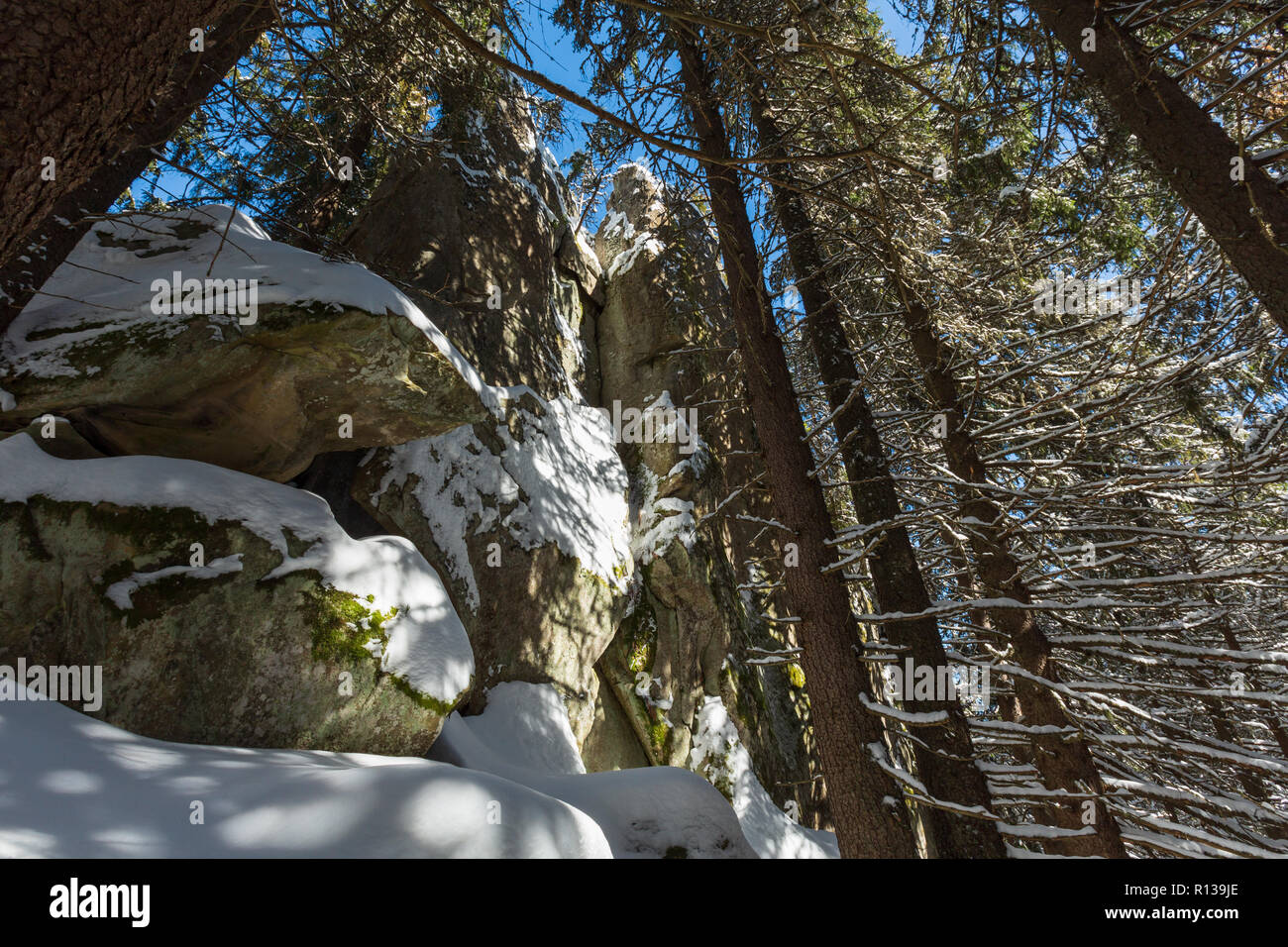 Hungarian forest hi-res stock photography and images - Alamy