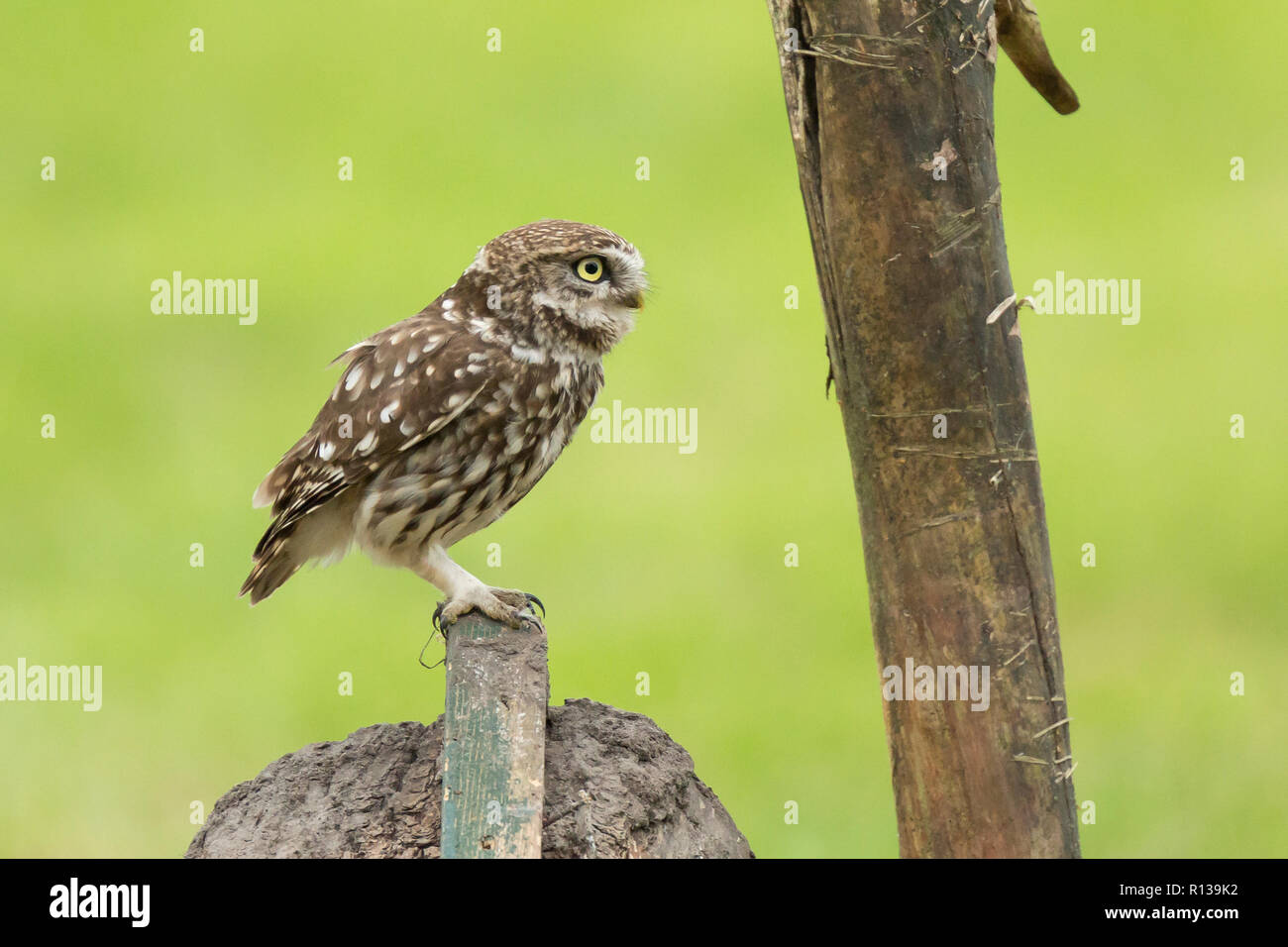 Closeup of a Little owl, Athene noctua, bird of prey perched and ...