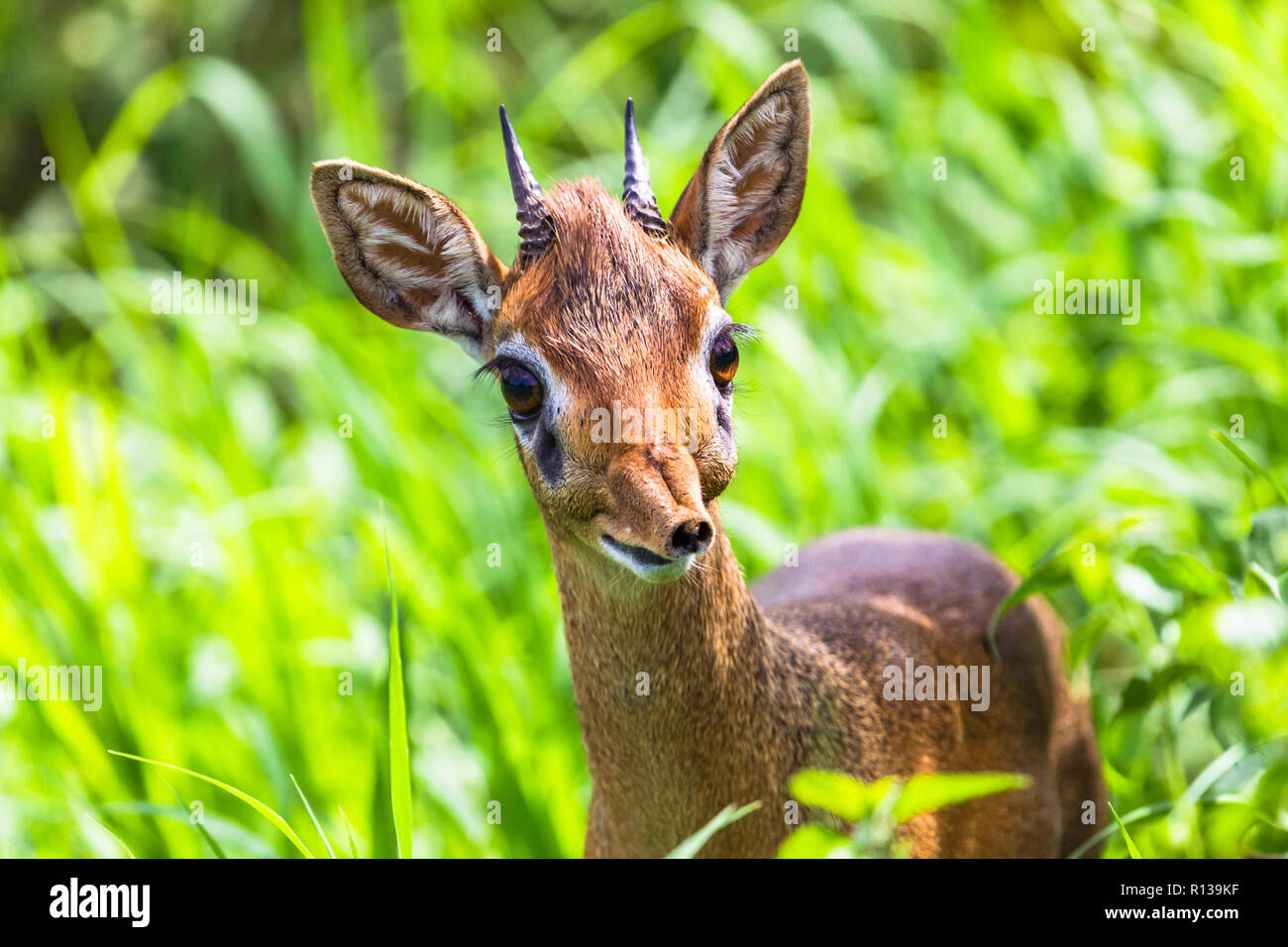 Dik portrait smallest antelope hi-res stock photography and images - Alamy