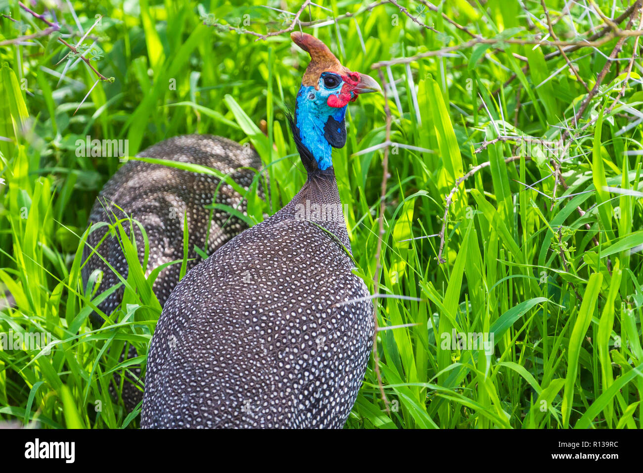 Helmet guineafowl hi-res stock photography and images - Alamy