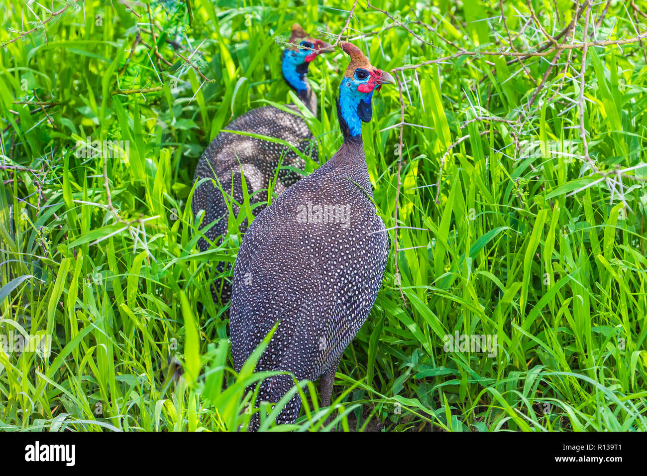 Helmet guineafowl numida meleagris hi-res stock photography and images ...