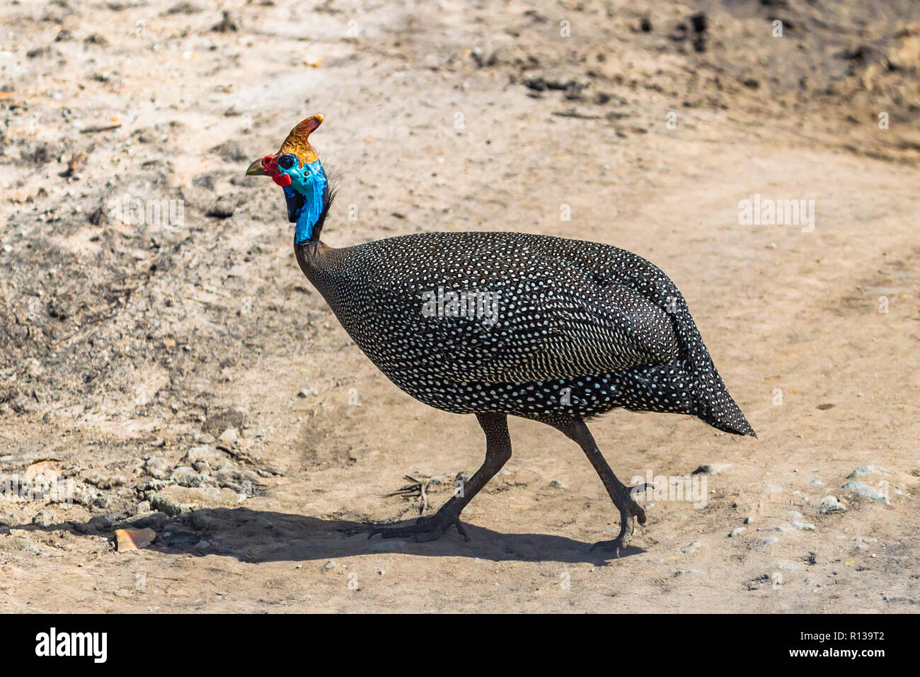 Helmeted guinea fowl hi-res stock photography and images - Alamy