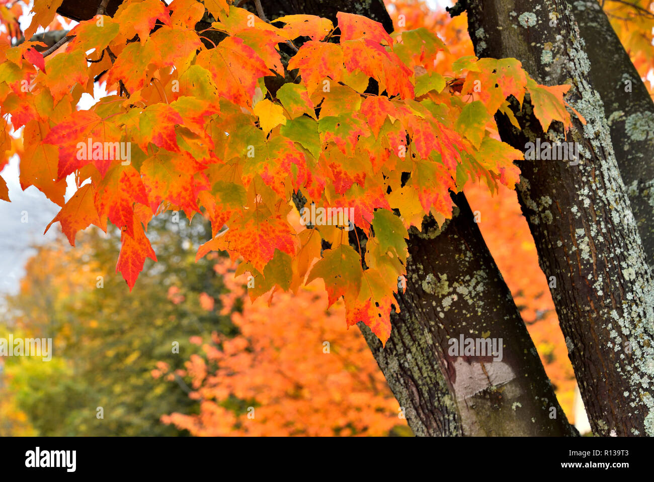A cluster of red maple leaves hang onto a branch of a maple tree in ...