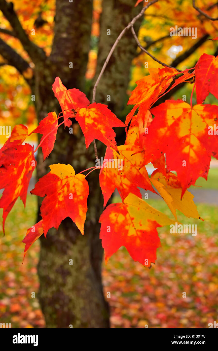 A cluster of red maple leaves hang onto a branch of a maple tree in ...