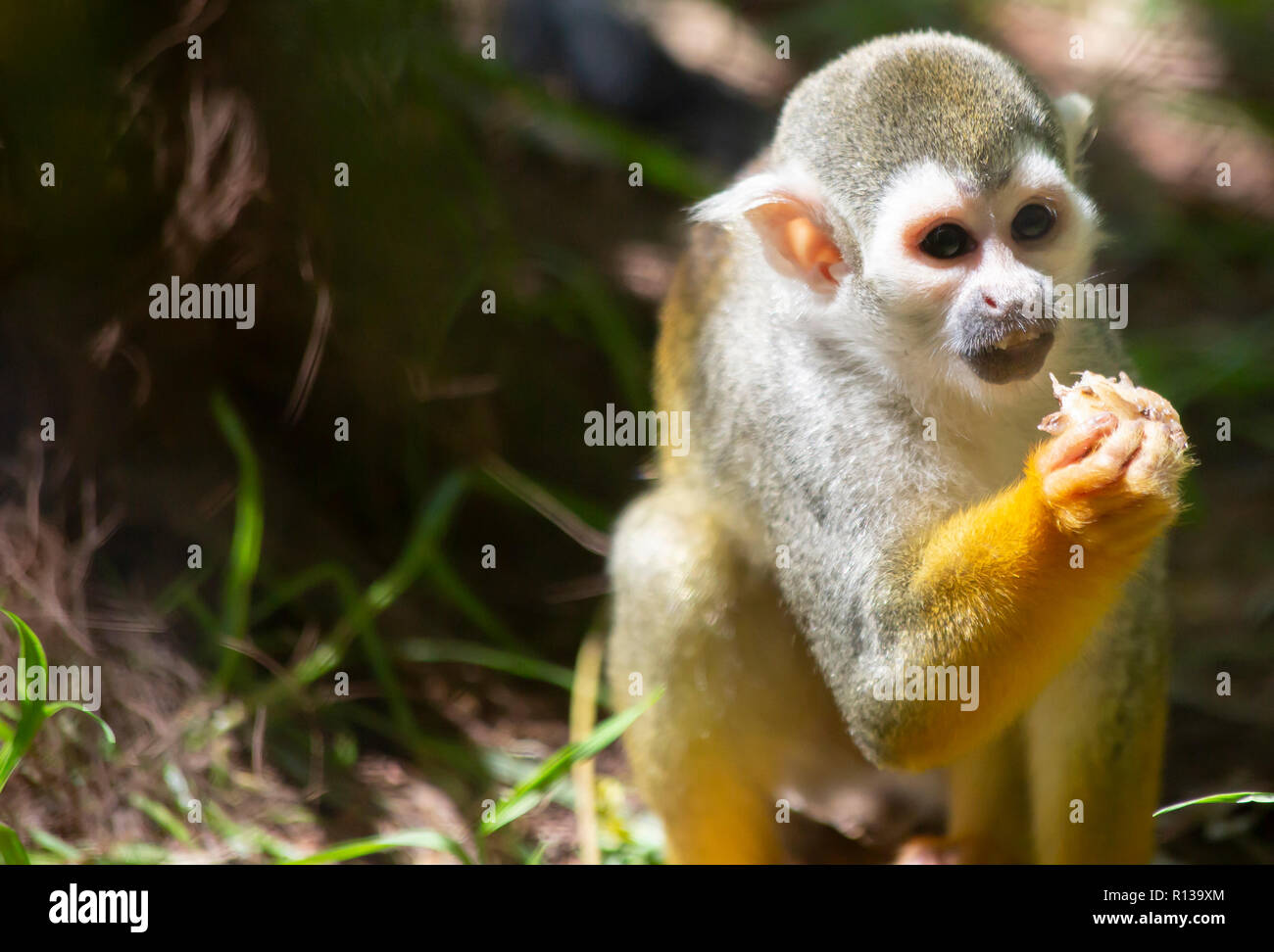 Close up of a squirrel monkey eating a fruit snack Stock Photo - Alamy