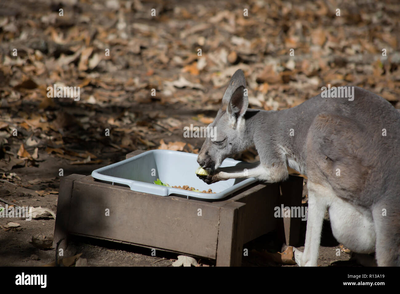 Single wallaby eating out of its hands at a feeding trough Stock Photo ...