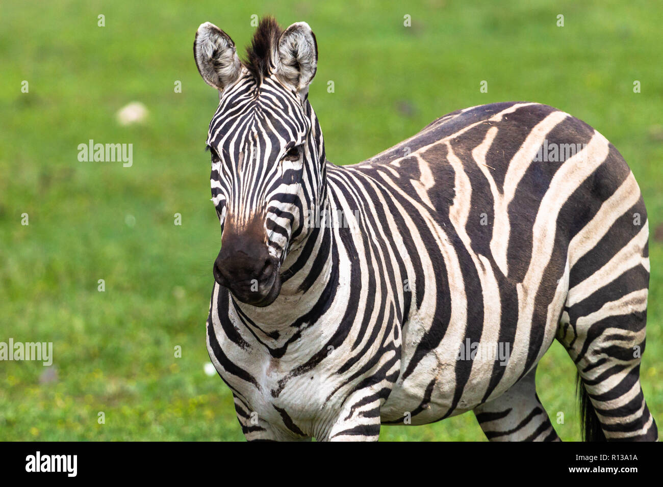 Wild zebra at Ngorongro Crater Conservation area. Tanzania Stock Photo ...