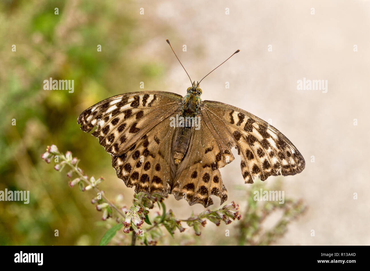 Insect fighting hi-res stock photography and images - Alamy