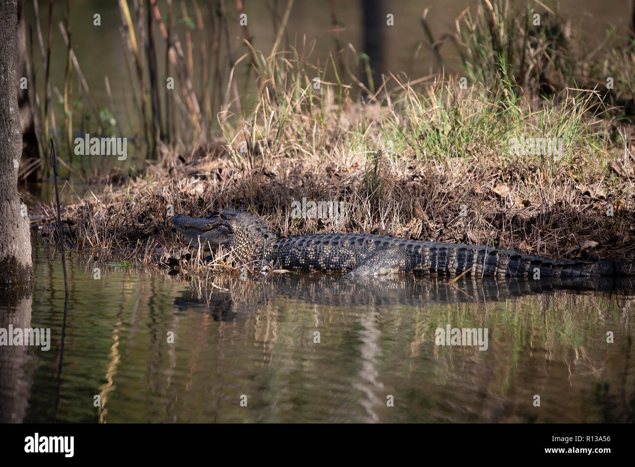 Majestic alligator resting in shallow water near a small swamp island ...