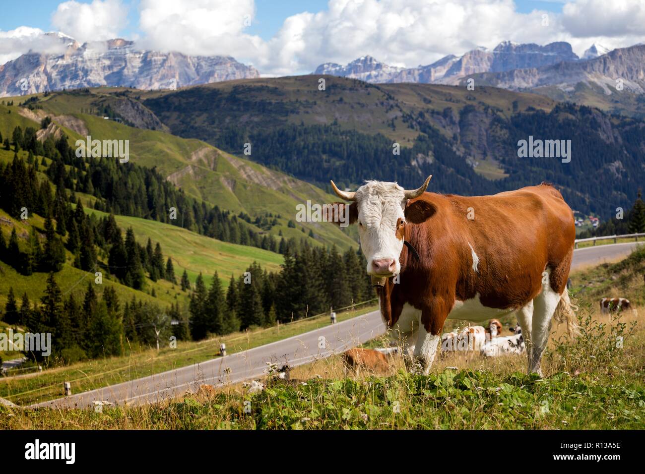 italian cows on a pasture. mountains Dolomites, Italy Stock Photo - Alamy