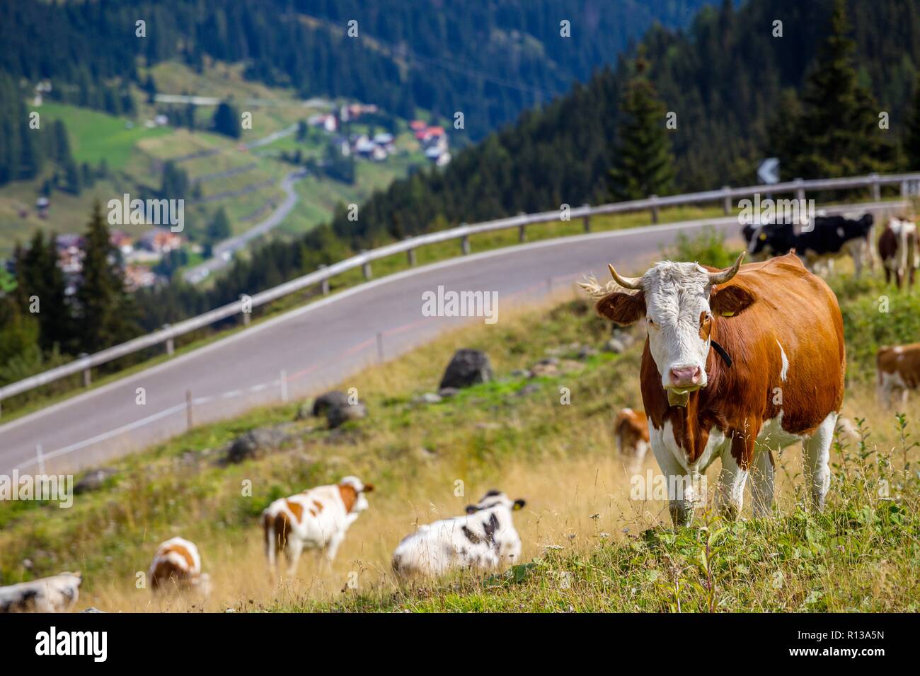 italian cows on a pasture. mountains Dolomites, Italy Stock Photo - Alamy