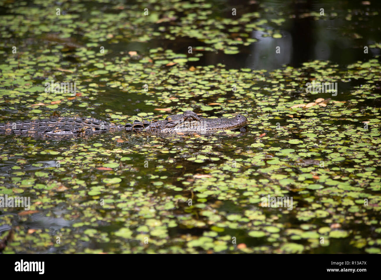 American alligator walking hi-res stock photography and images - Alamy
