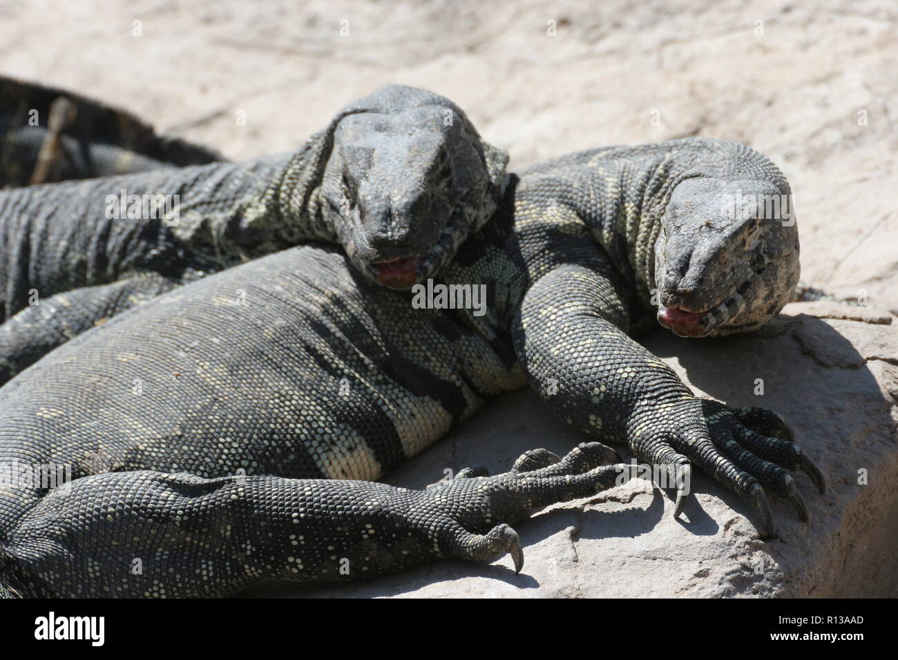 African monitor lizzards hi-res stock photography and images - Alamy