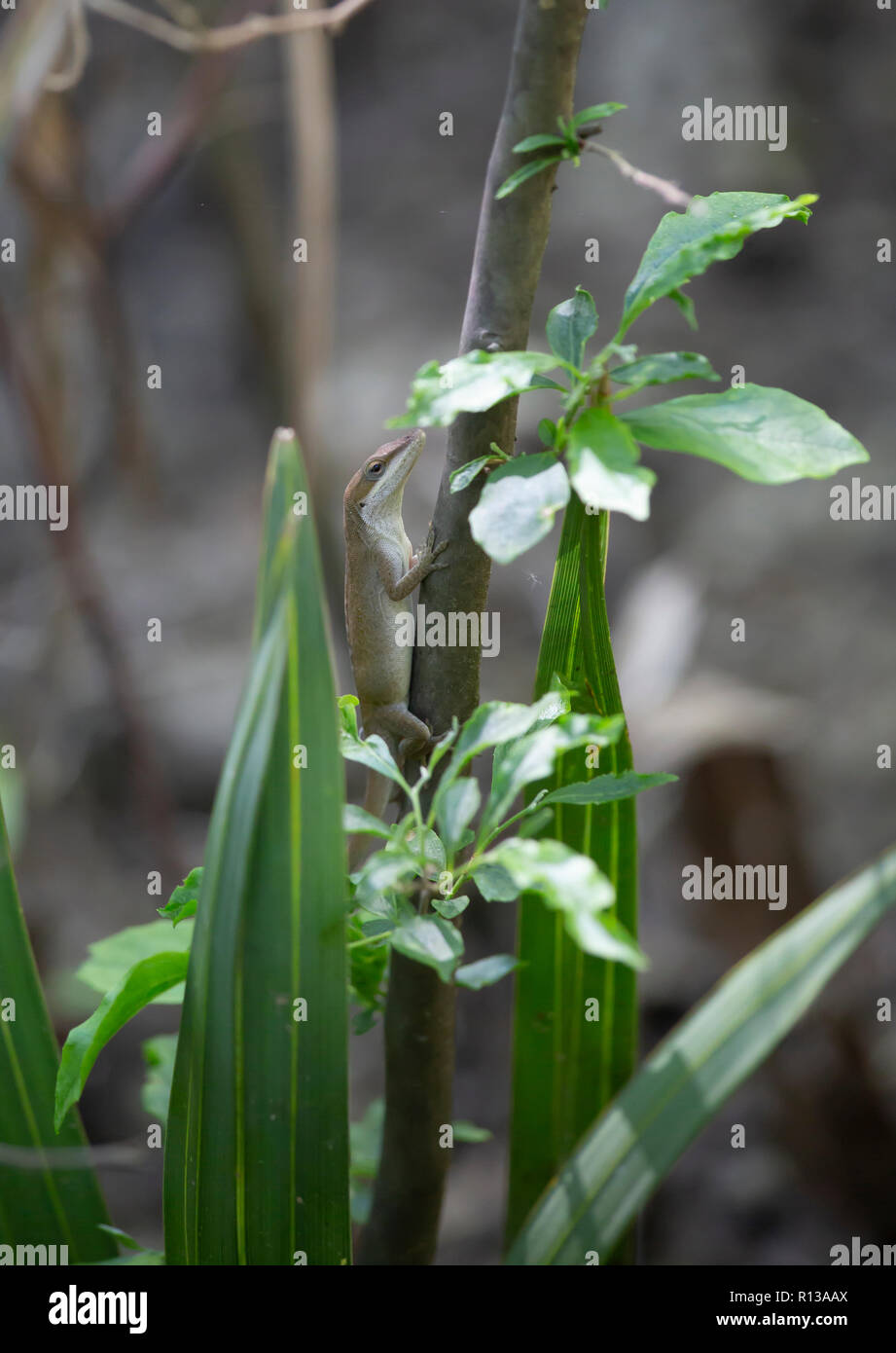 Twig anole hi-res stock photography and images - Alamy
