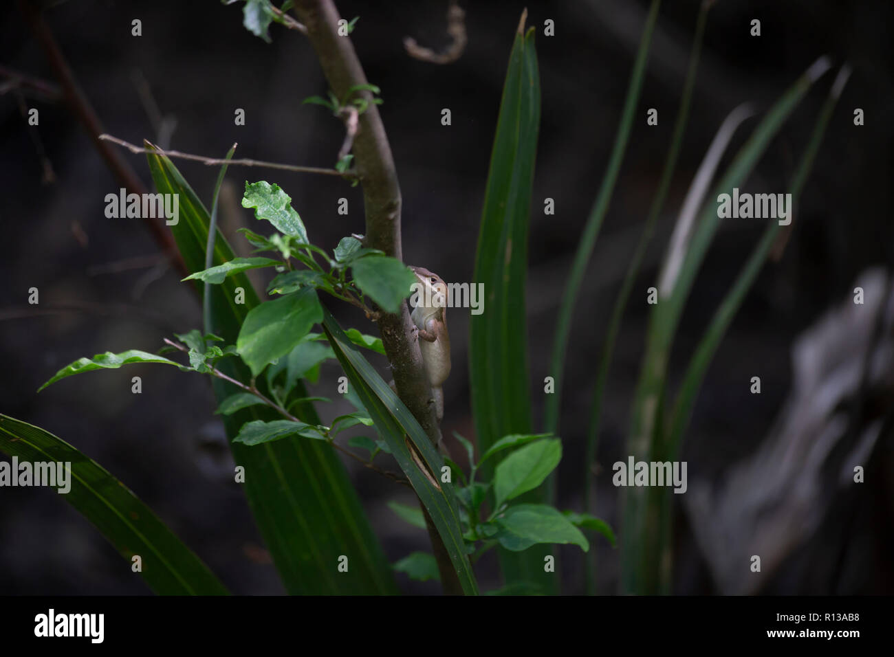 Twig Anole High Resolution Stock Photography and Images - Alamy