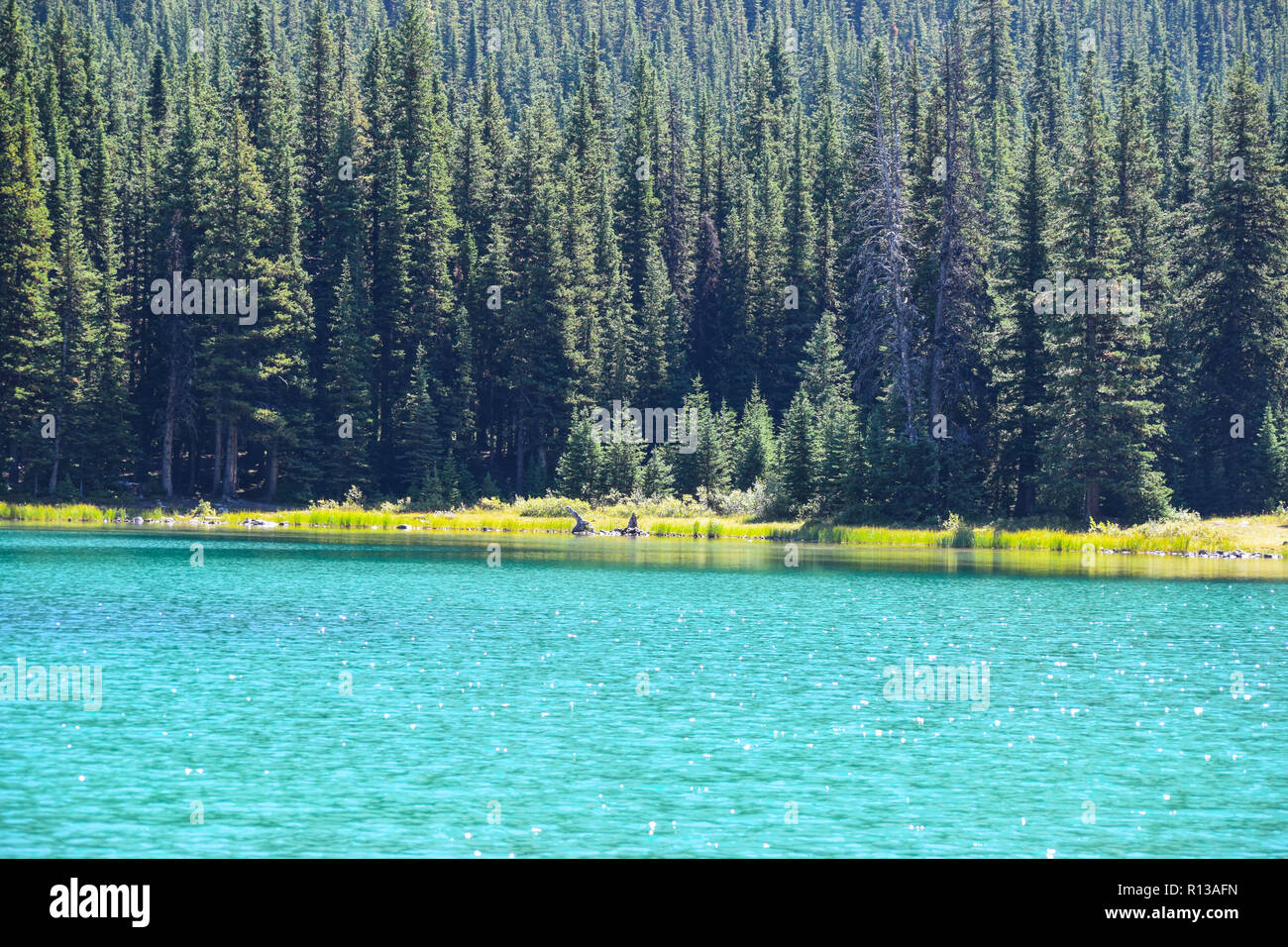 summer scenery on one of the many hiking trails in Kananaskis country ...