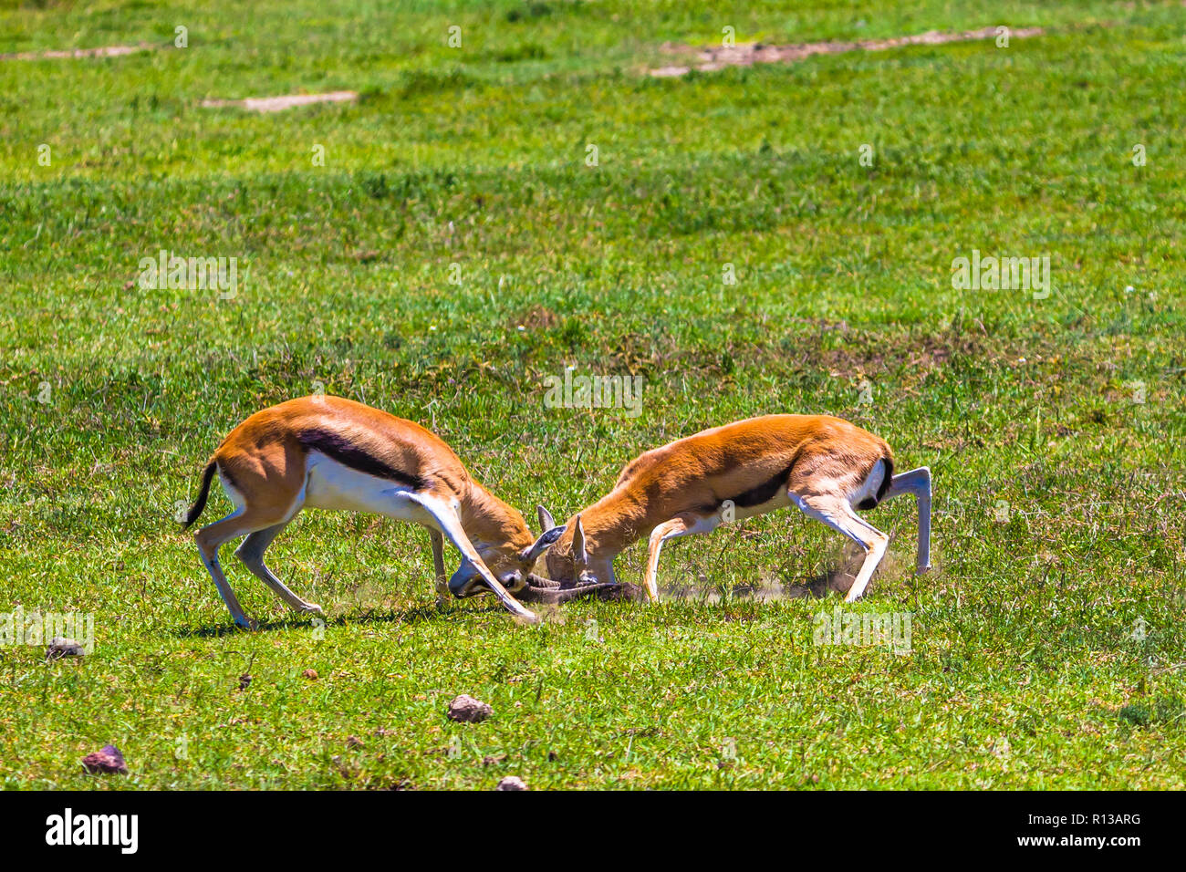 Impala male antelopes fighting at Ngorongoro Crater conservation area ...