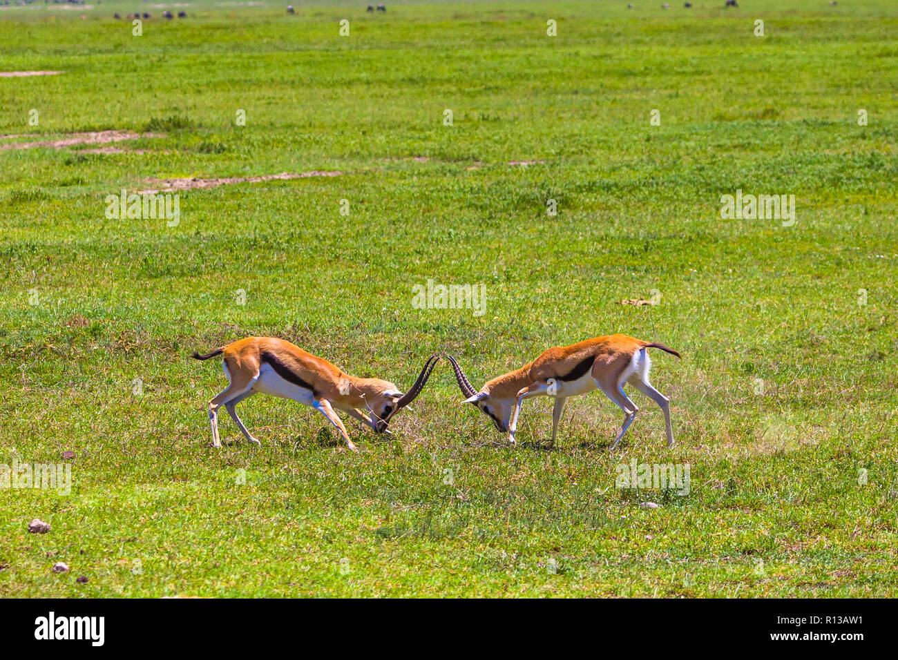 Impala male antelopes fighting at Ngorongoro Crater conservation area ...