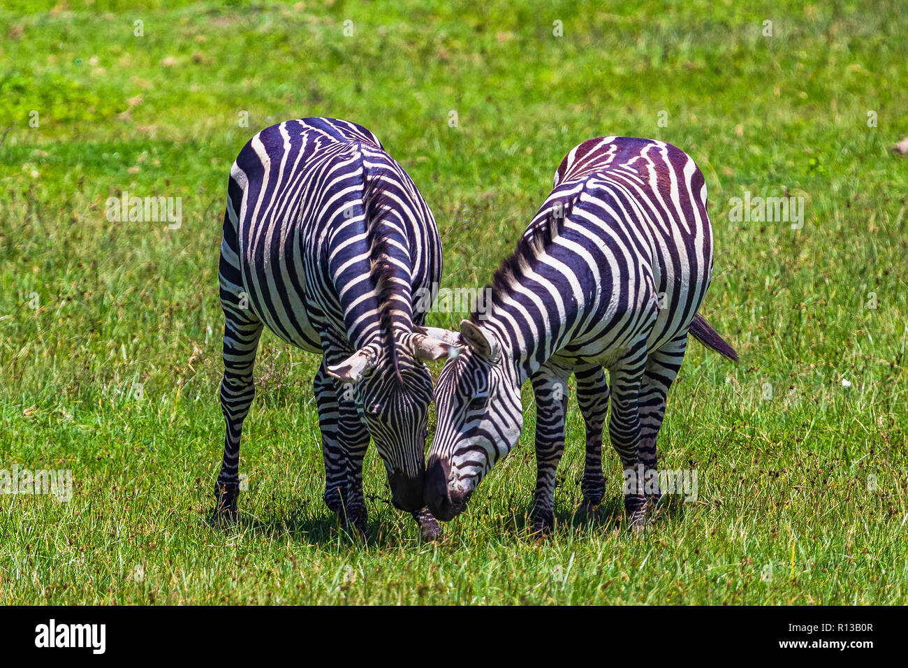 Wild zebra at Ngorongro Crater Conservation area. Tanzania Stock Photo ...