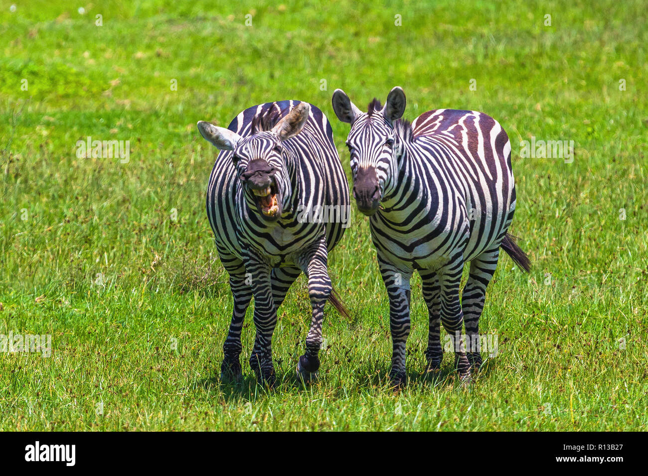 Wild zebra at Ngorongro Crater Conservation area. Tanzania Stock Photo ...