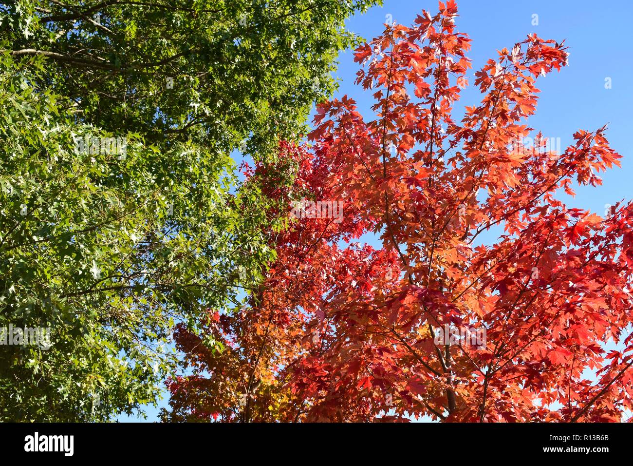 Autumn in Salisbury Stock Photo - Alamy
