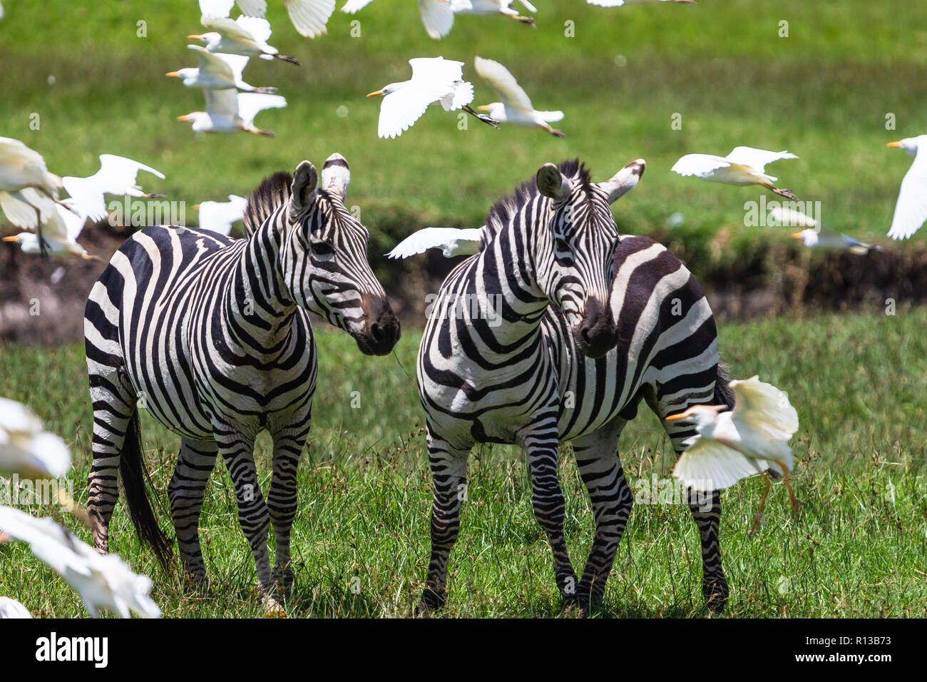 Wild zebra at Ngorongro Crater Conservation area. Tanzania Stock Photo ...