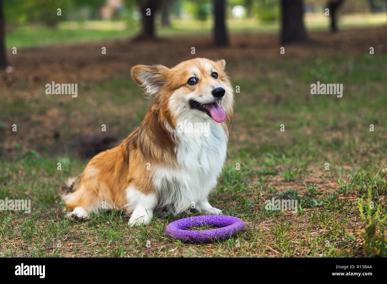 beautiful corgi fluffy portrait at the outdoor. autumn Stock Photo - Alamy