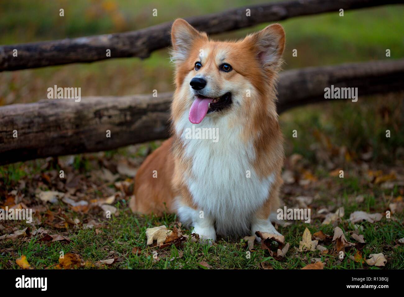Fluffy corgi hi-res stock photography and images - Alamy