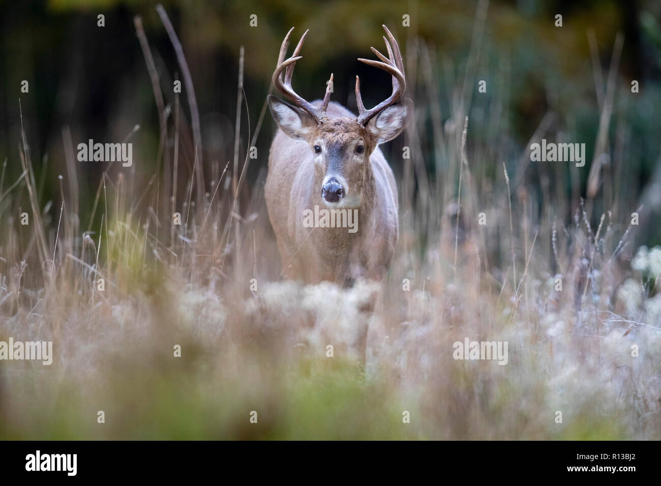 A buck whitetail deer sneaking through tall grass while looking for ...