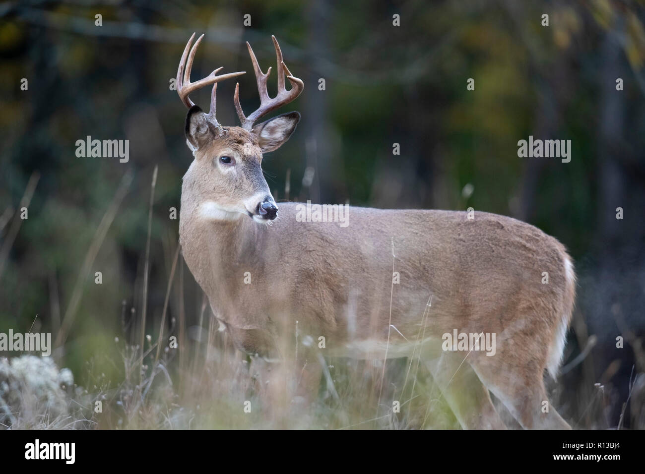 Whitetail Buck High Resolution Stock Photography and Images - Alamy