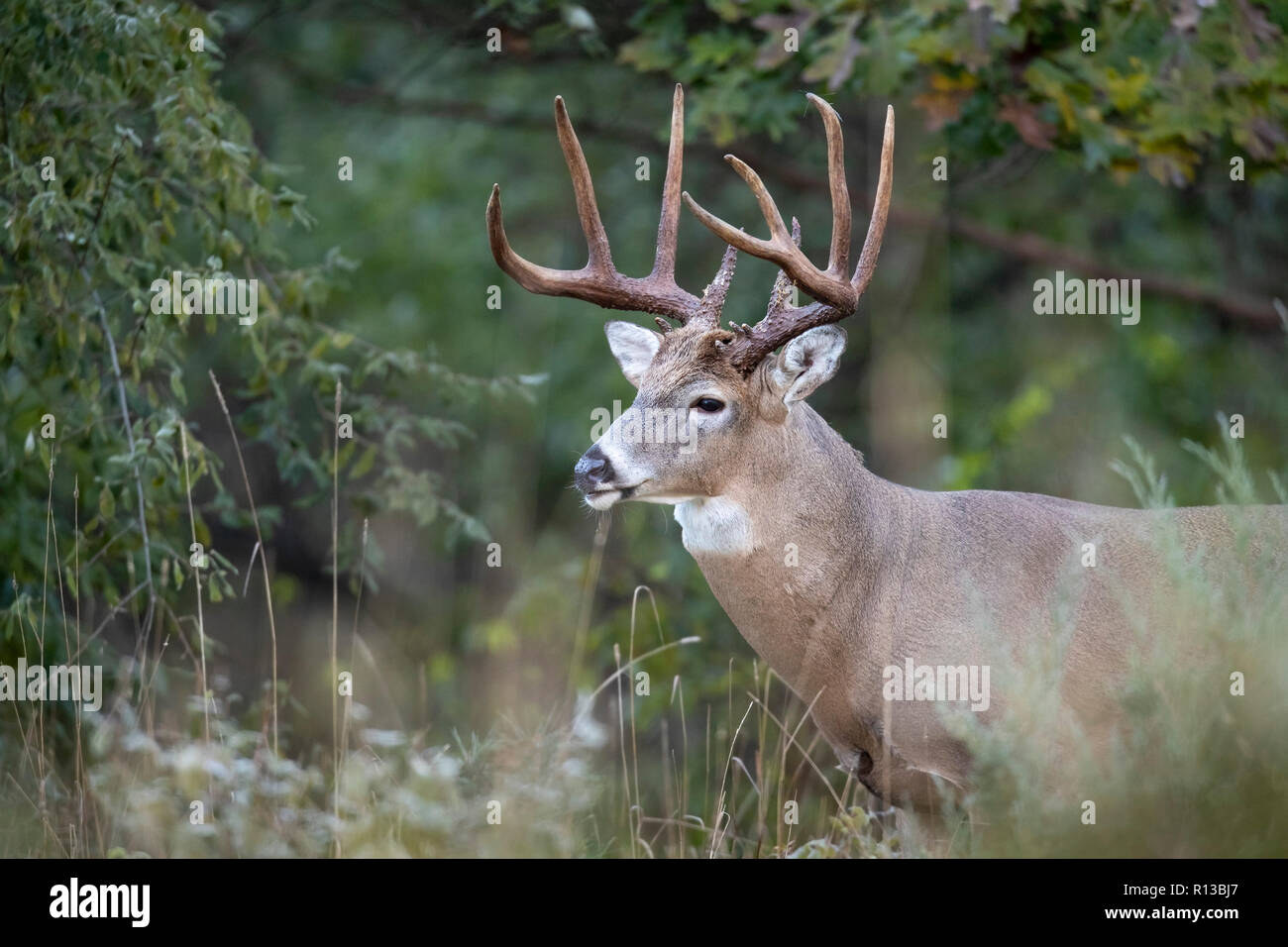 Big antlers hi-res stock photography and images - Alamy