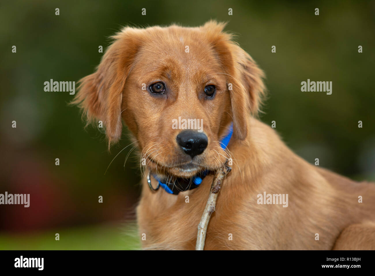 Golden Retriever Face High Resolution Stock Photography and Images - Alamy