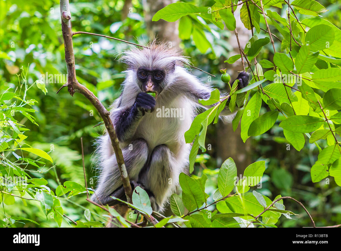 Zanzibar red colobus monkey. Zazibar, Tanzania Stock Photo - Alamy