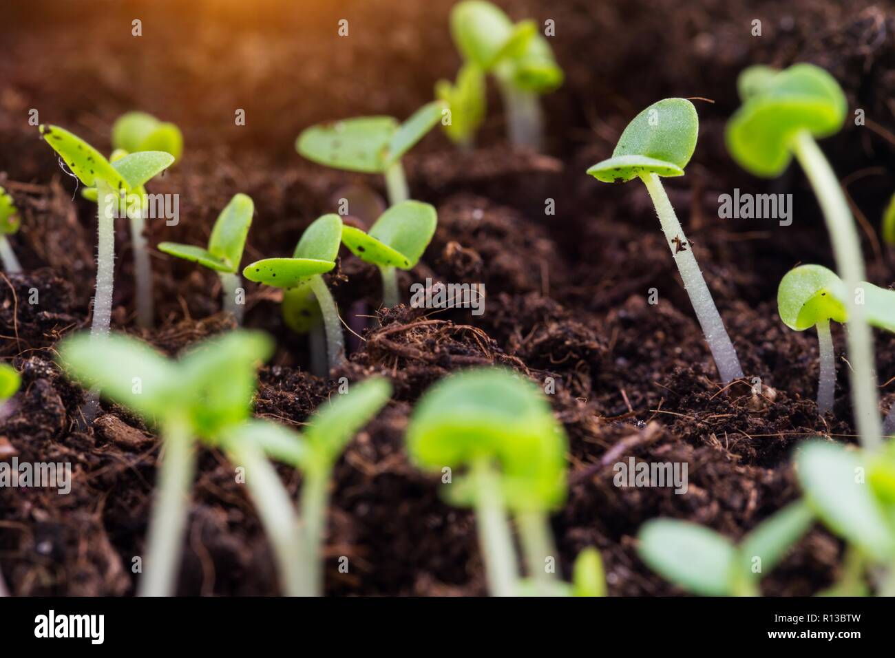 basil sprouts have sprouted in the ground Stock Photo - Alamy