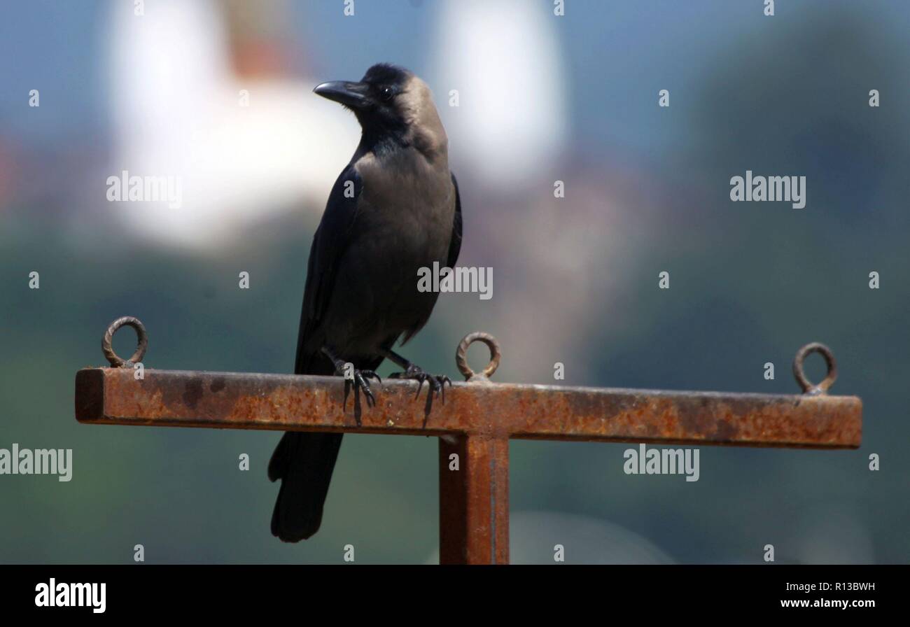 Kathmandu, Nepal. 07th Nov, 2018. A crow waits for food offered by ...