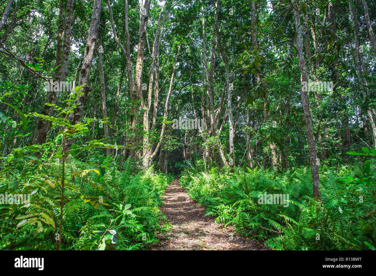 Jozani forest national park hi-res stock photography and images - Alamy