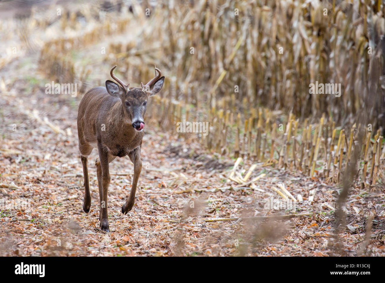 Six point white-tailed deer buck (odocoileus virginianus) with tongue ...