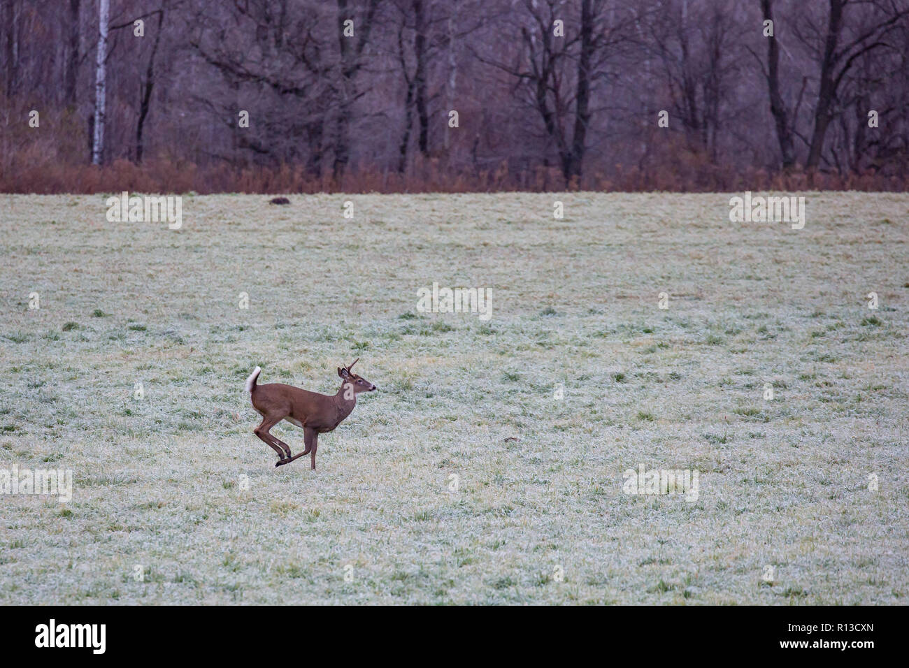 Six point white-tailed deer buck (odocoileus virginianus) running Stock ...