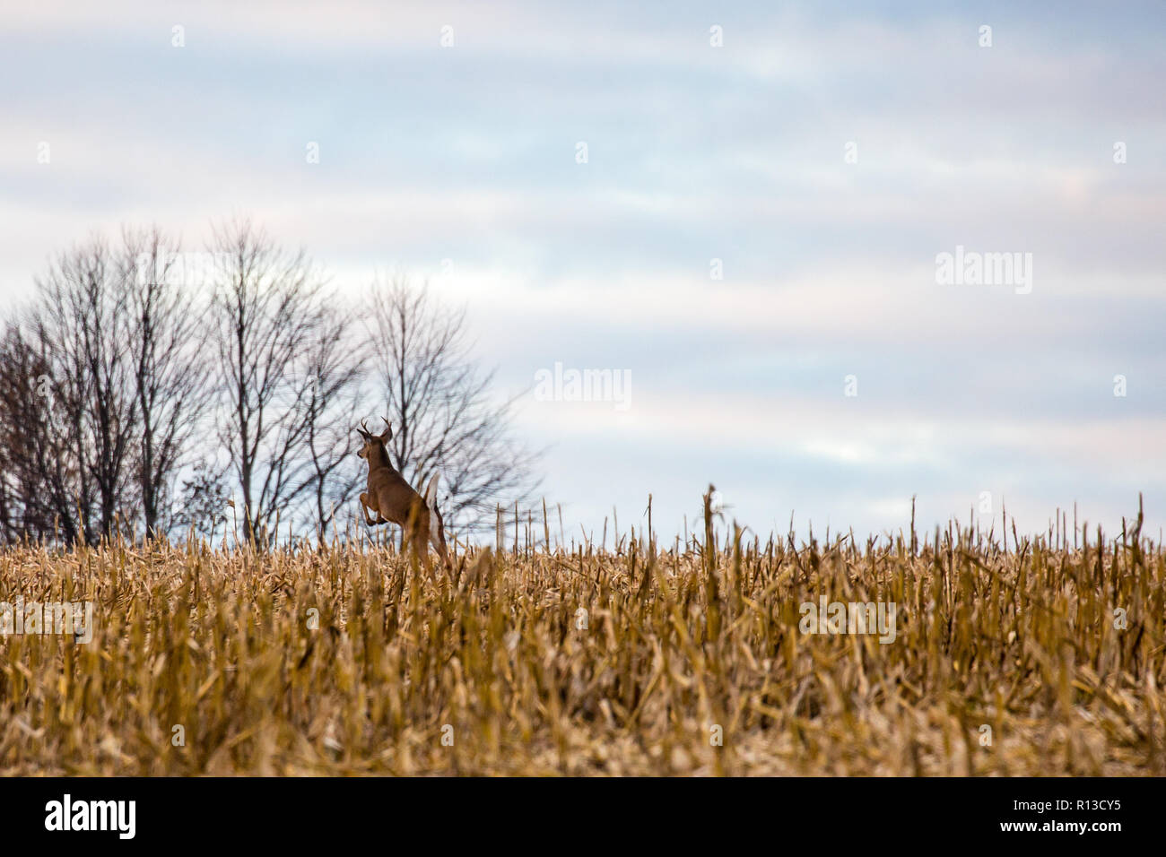 White-tailed deer buck running in a cornfield Stock Photo - Alamy