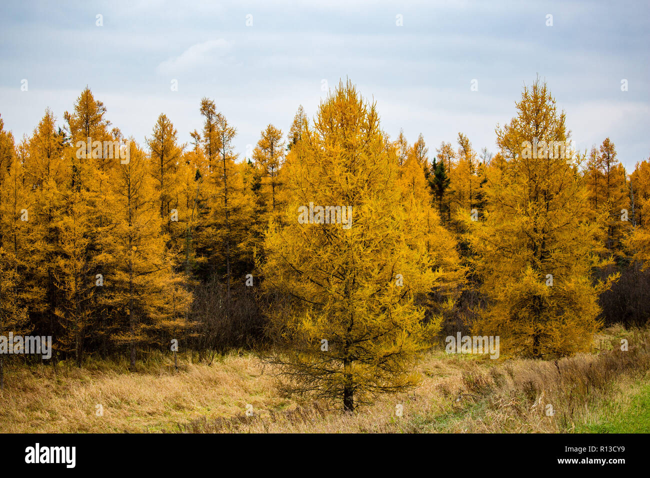 Tamarack tree hi-res stock photography and images - Alamy
